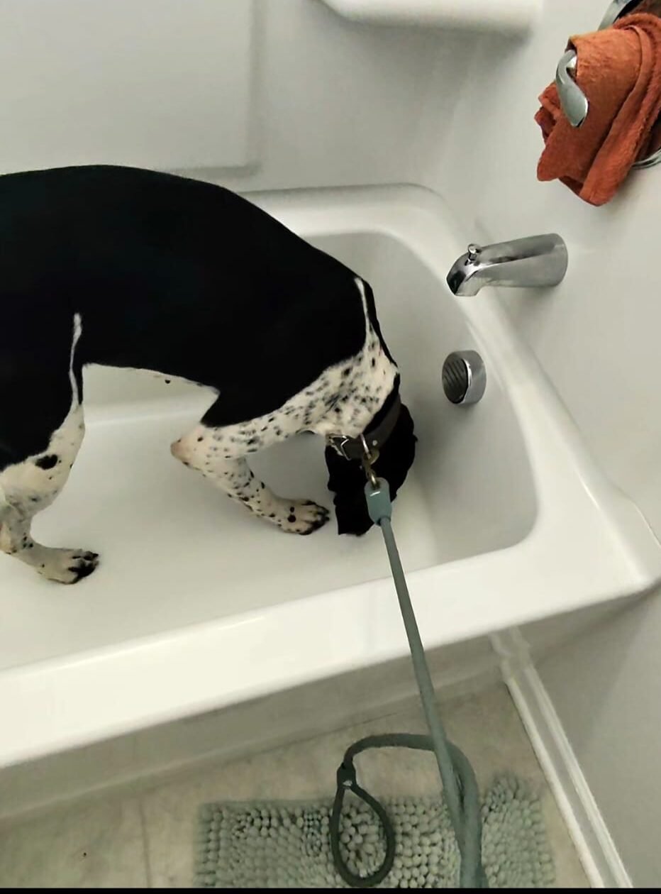 MoldDogs.org - Mold Detection with Certified K9 Teams