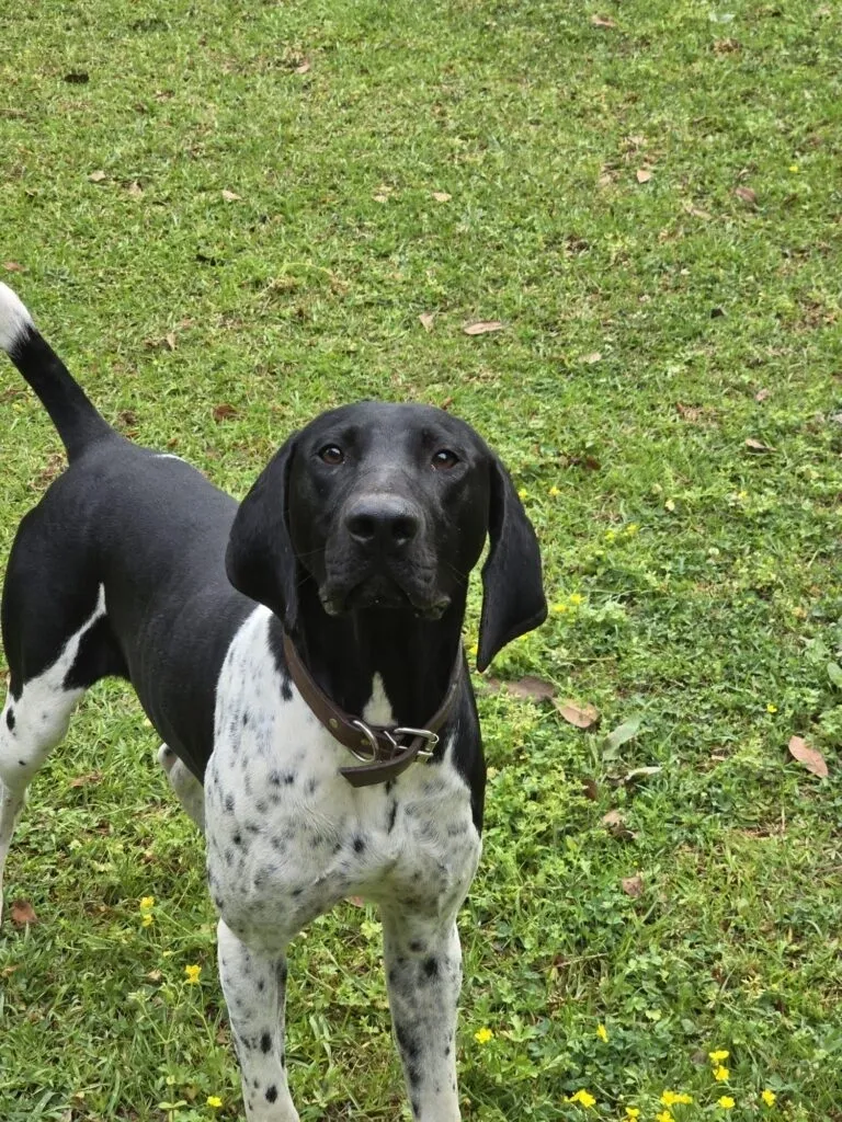 Professional Mold Dog Detection South Carolina | MoldDogs.org