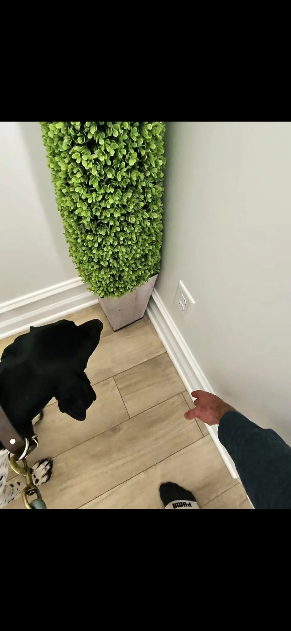 Certified Mold Detection Dogs in North Carolina | Molddogs.org