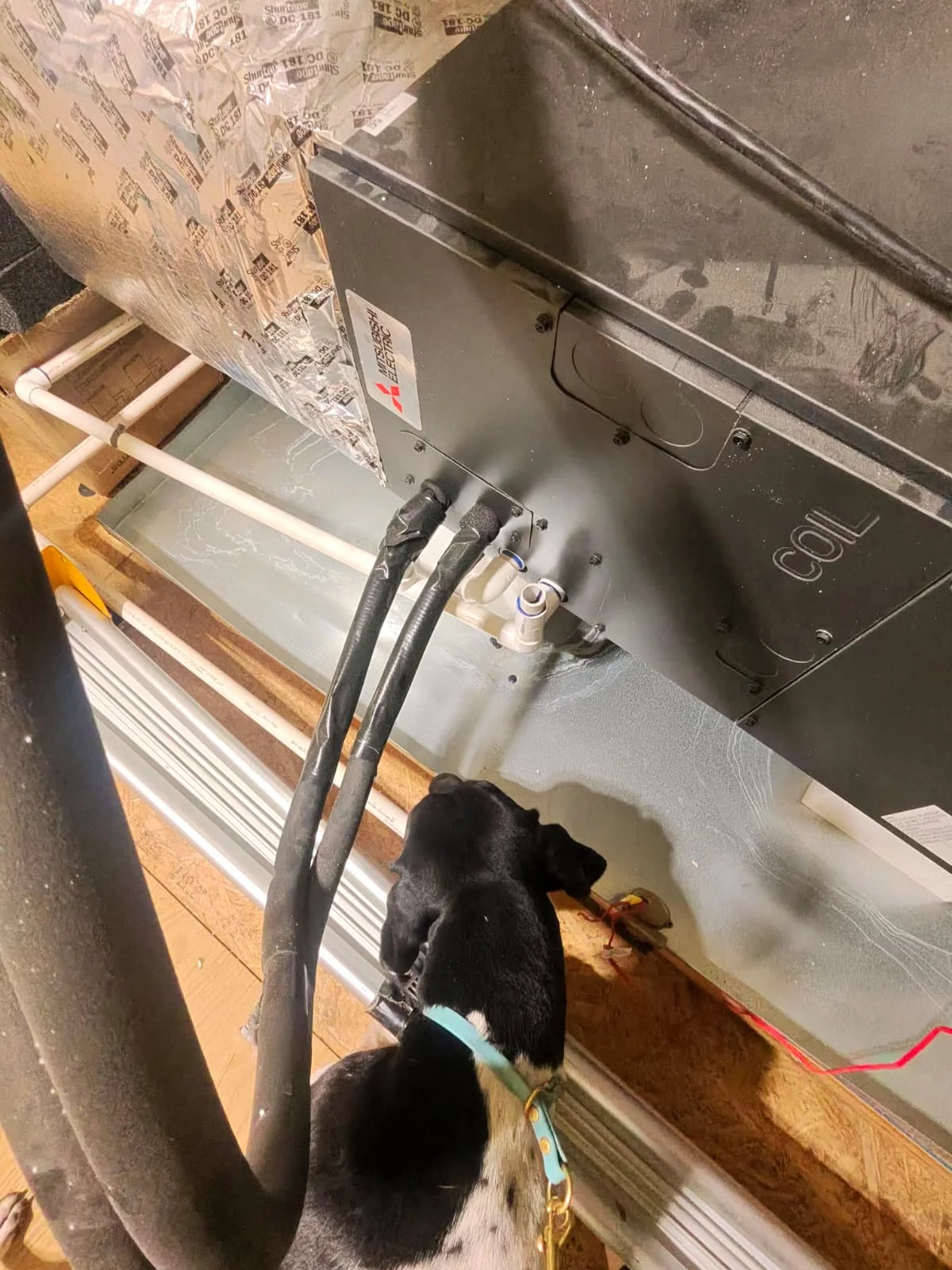 Certified Mold Detection Dogs in Oregon | MoldDogs.org